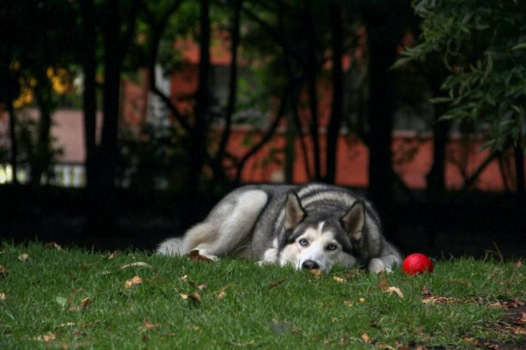 4-causes-and-remedies-for-a-dog-limping-back-leg-after-running-petvblog